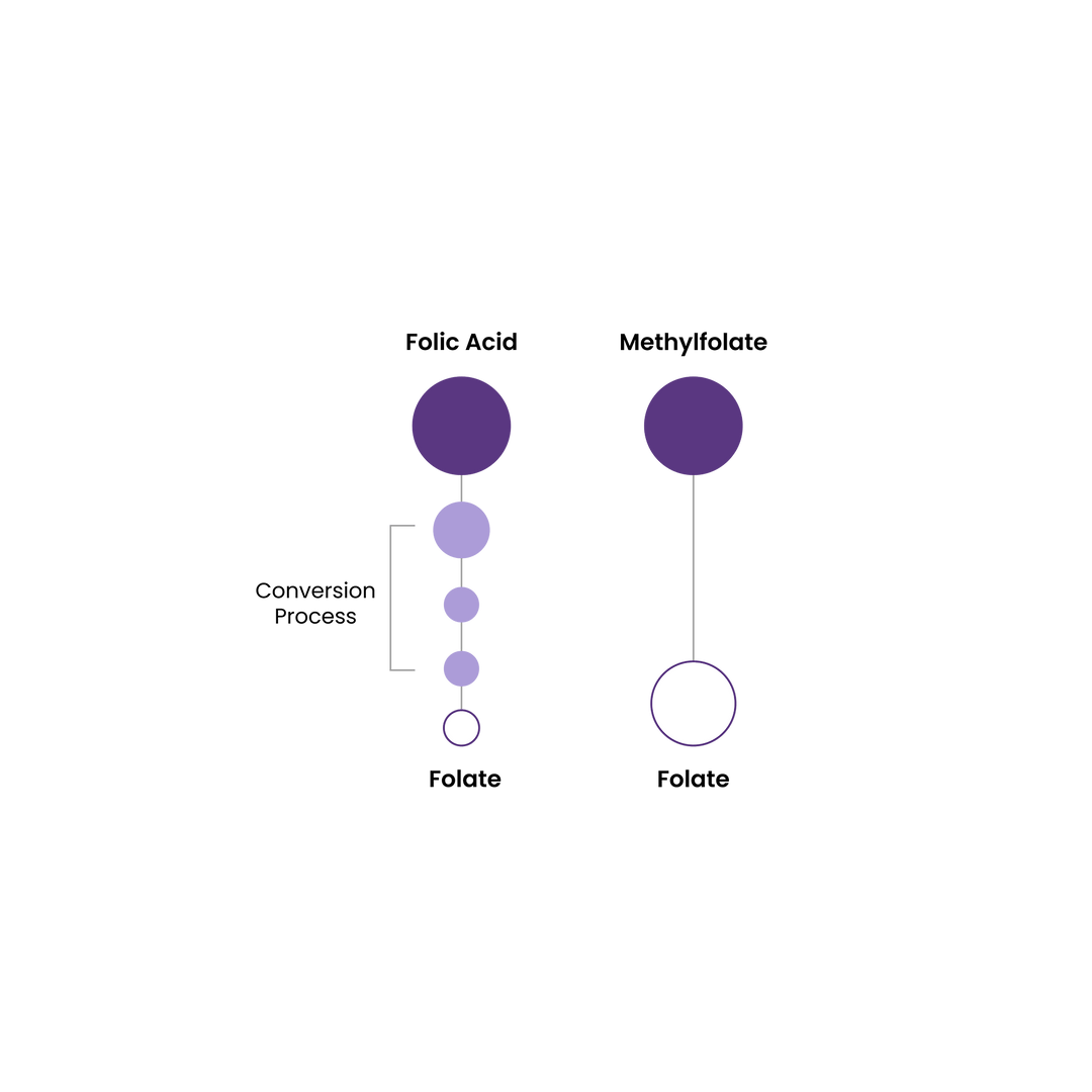 Folic Acid vs Folate – Proceive